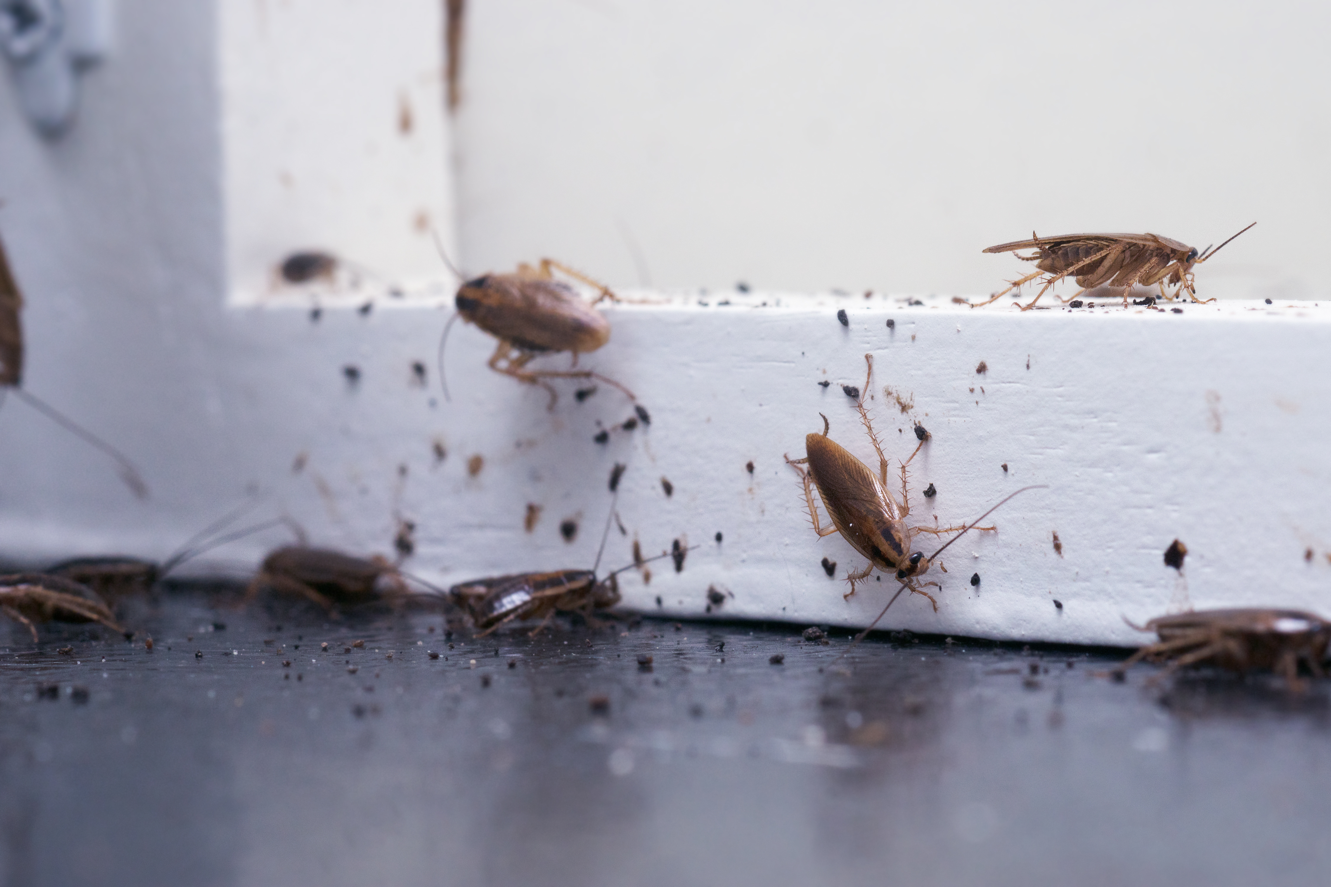 Other Services – Allstar Pest Control